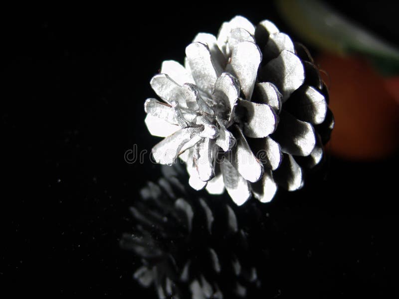 Silver Pine Cone on Black Reflective Glass Stock Photo - Image of light ...