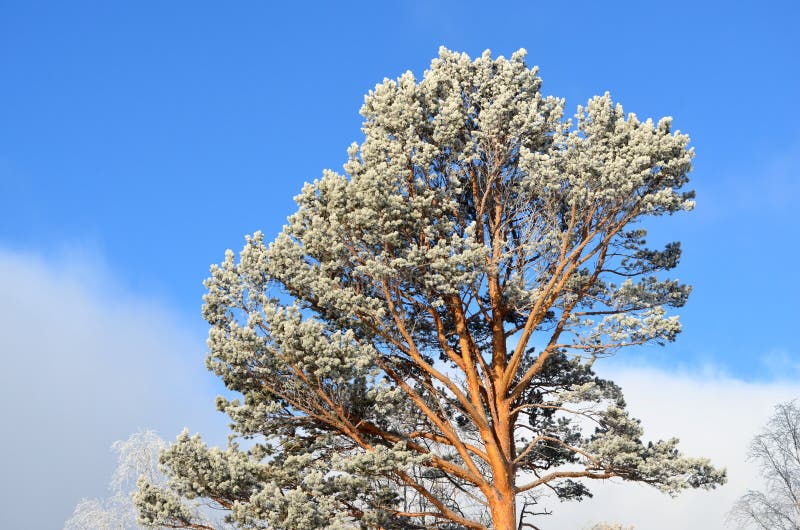 Silver Pine tree stock photo. Image of park, mountain - 14222672