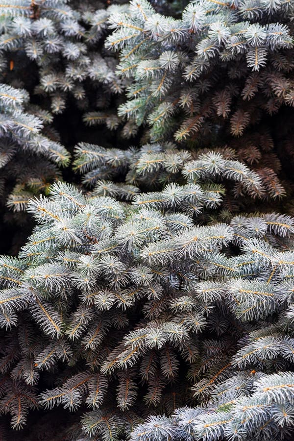 Silver Pine Tree, Silver Spruce Pine, Fir Tree Brunches Closeup Photo ...