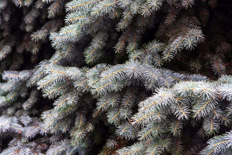 Silver Pine Tree, Silver Spruce Pine, Fir Tree Brunches Closeup Photo ...
