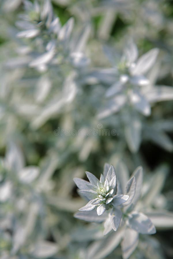 Silver Plant, Senecio Cineraria Stock Photo - Image of silver, nature ...