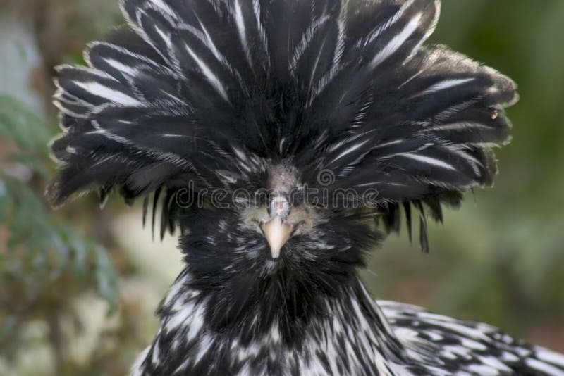 Silver Polish Chicken stock photo. Image of natural, silver - 2325612
