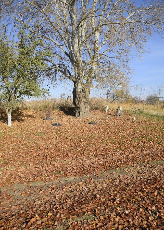 The Silver Poplar Dropped the Foliage. Poplar Foliage on the Ground ...