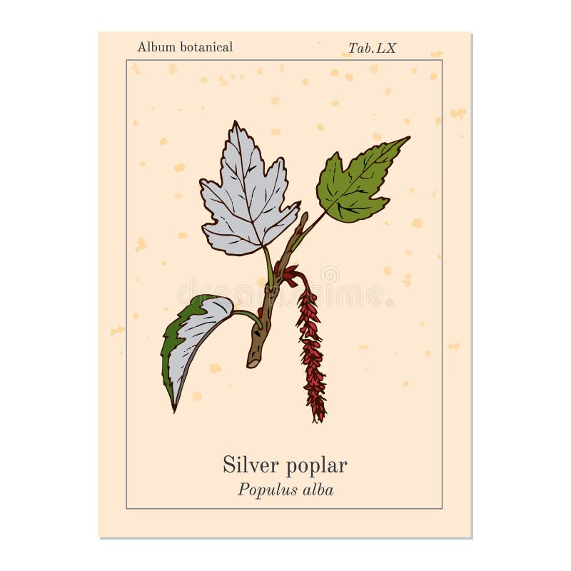 Populus Alba - Silver Poplar Stock Vector - Illustration of chain ...
