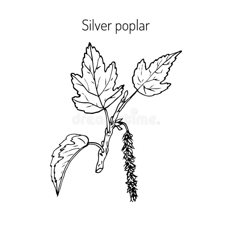 Populus Alba - Silver Poplar Stock Vector - Illustration of chain ...