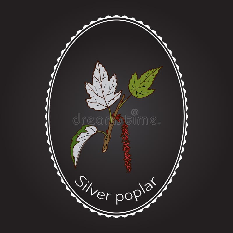 Populus Alba - Silver Poplar Stock Vector - Illustration of chain ...