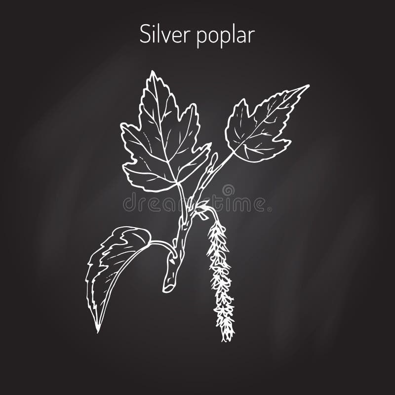 Populus Alba - Silver Poplar Stock Vector - Illustration of chain ...
