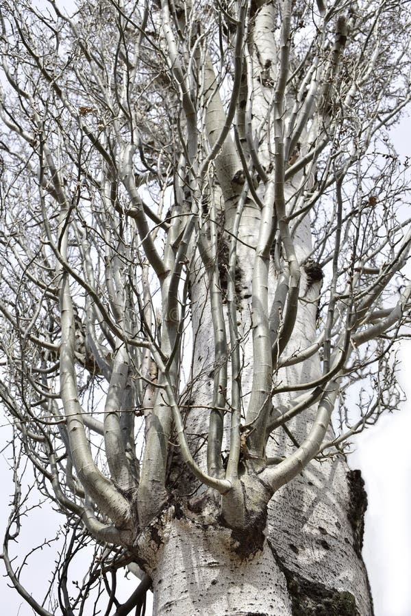 Silver Poplar, Poplar, White Poplar, Fruit Stands, Populus, Alba Stock ...