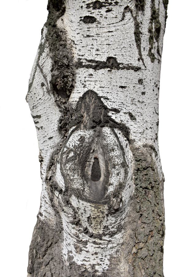 Silver Poplar Trunk Bark Texture Stock Image - Image of pattern, white ...