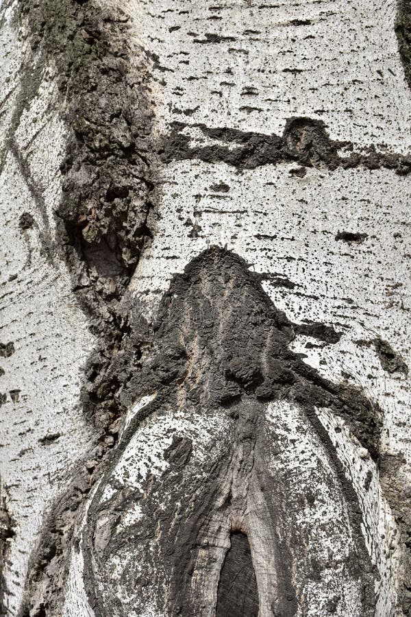 Silver Poplar Trunk Bark Texture Stock Photo - Image of abstract ...