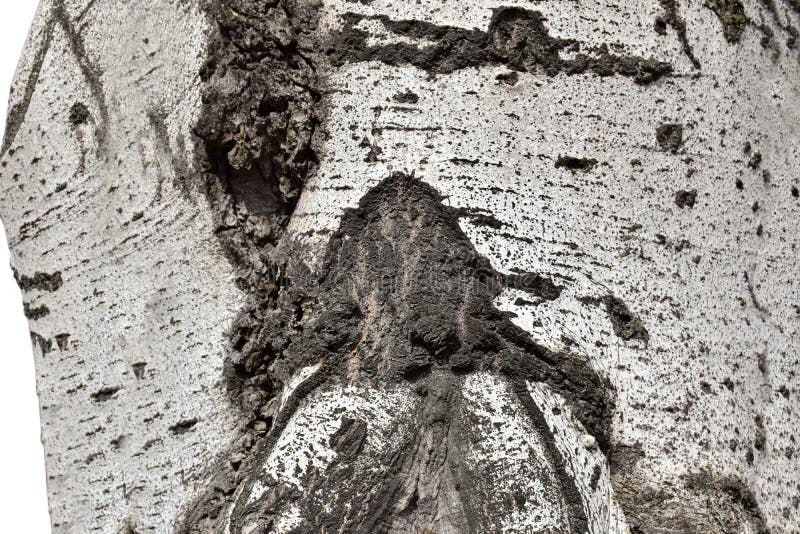 Silver Poplar Trunk Bark Texture Stock Image - Image of pattern, white ...