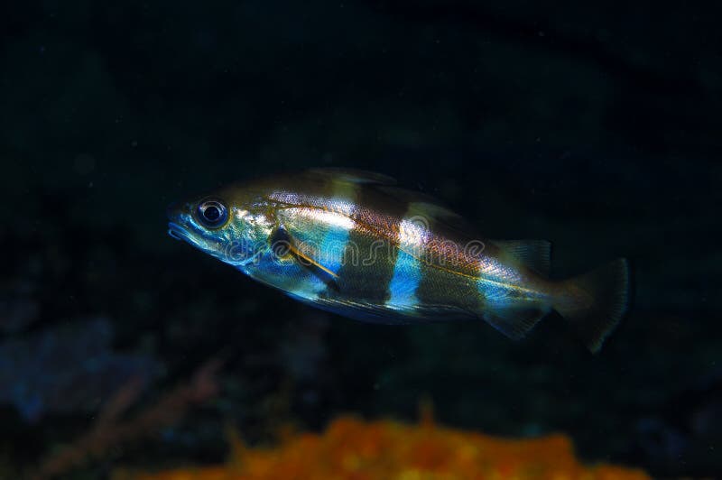 Silver Pouting (Trisopterus Luscus) Stock Image - Image of fins, ocean ...