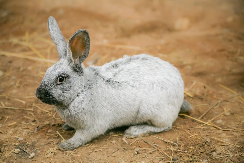 Silver rabbit at homestead stock photo. Image of people - 49956472