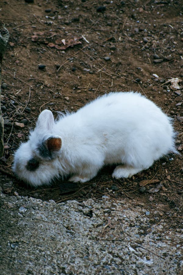Mutant Rabbit Stock Photos - Free & Royalty-Free Stock Photos from ...
