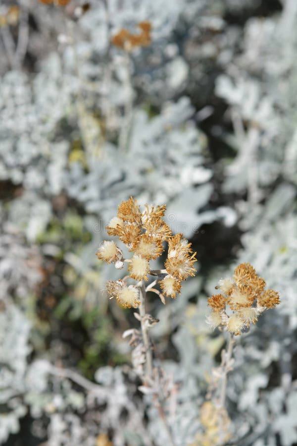 Silver ragwort stock photo. Image of summer, head, seeds - 321010682