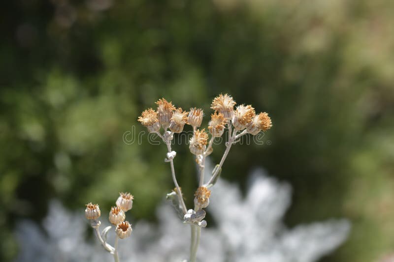 Silver ragwort stock image. Image of latin, miller, brown - 376765503