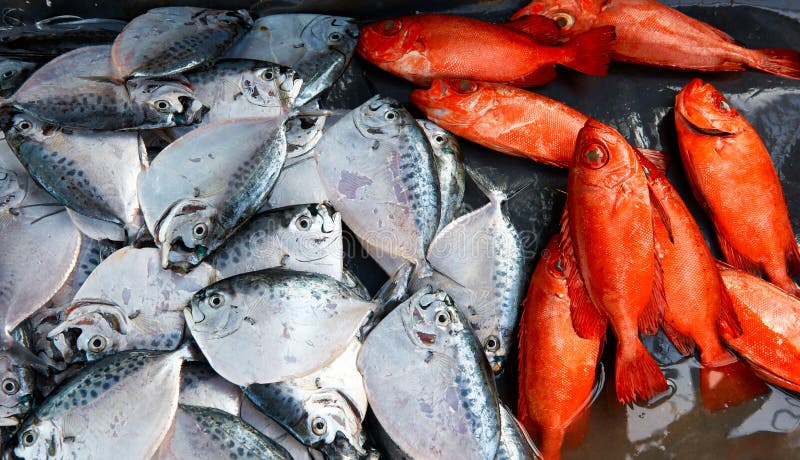 Silver and Red Fish of Medium Size Lying on the Counter Stock Image ...