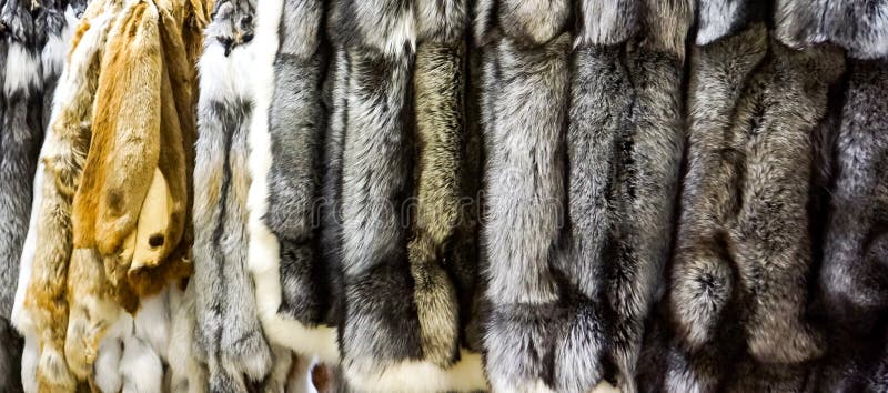 Silver and red fox furs stock image. Image of silver - 110186353