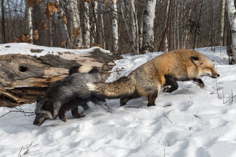 Silver and Red Fox Vulpes Vulpes Dart Away from Each Other Winter Stock ...