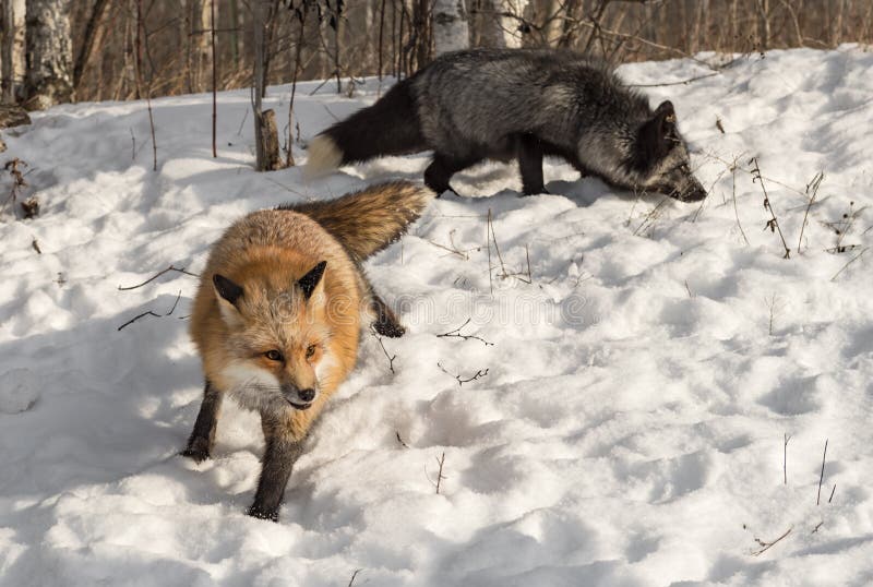 556 Silver Fox Snow Stock Photos - Free & Royalty-Free Stock Photos ...