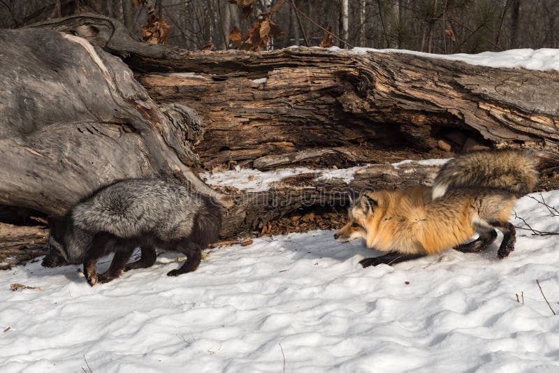 Silver and Red Fox Vulpes Vulpes Pounce in Front of Log Winter Stock ...