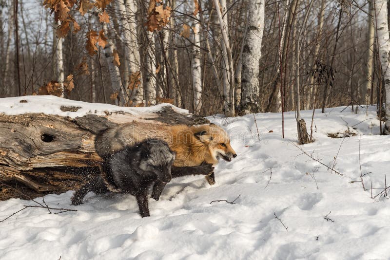 Silver and Red Fox Vulpes Vulpes Push and Shove As they Run Winter ...