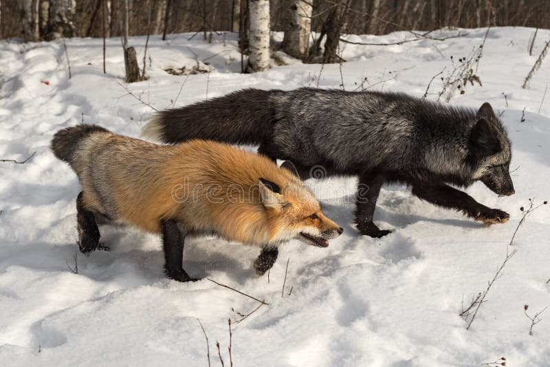 Silver and Red Fox Vulpes Vulpes Run Side by Side To Right Winter Stock ...