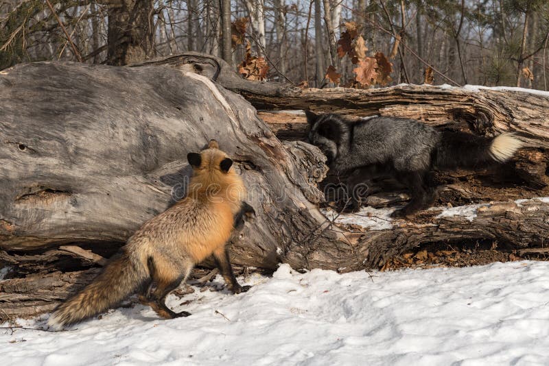 Silver and Red Fox Vulpes Vulpes Sniff and Investigate Log Winter Stock ...