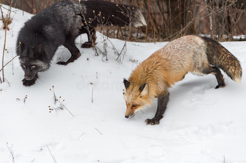 Silver and Red Fox Vulpes Vulpes Walk Down Embankment Winter Stock ...
