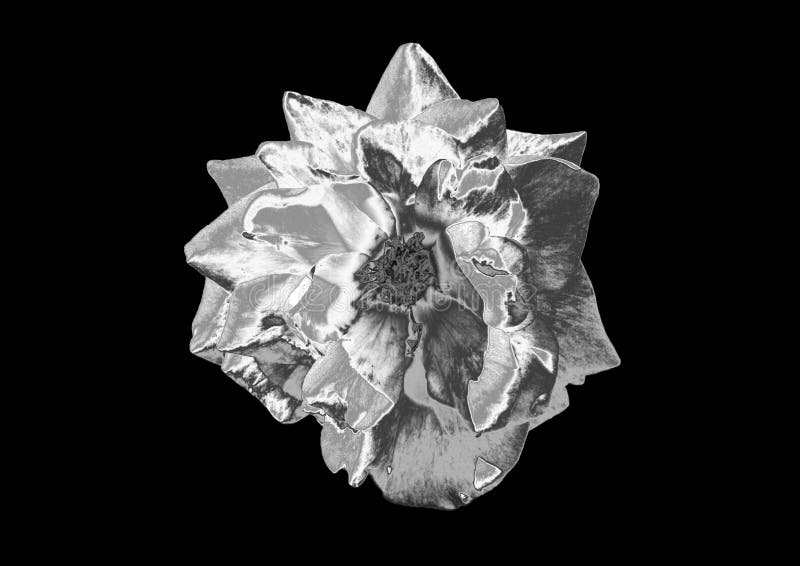 Silver rose stock photo. Image of flowers, rose, abstraction - 96080802