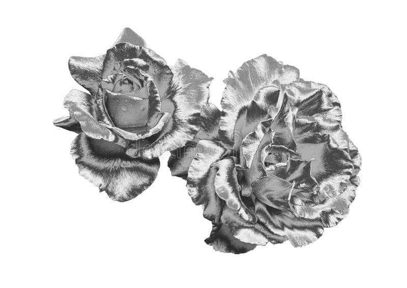 Silver rose stock image. Image of rose, black, orchid - 96062665