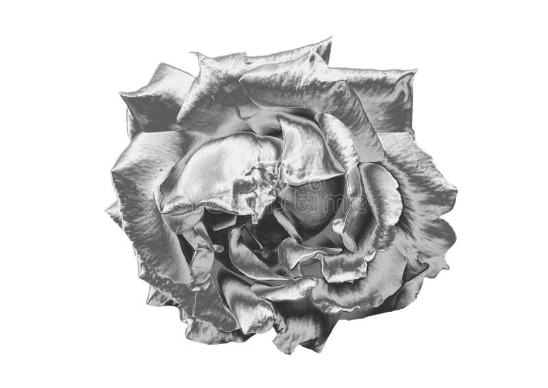 Silver rose stock image. Image of black, flower, rose - 9528479
