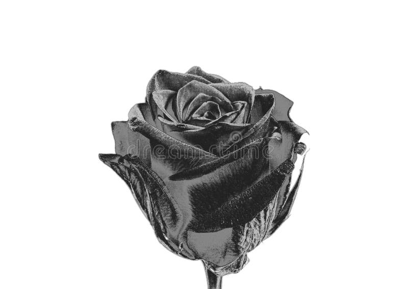 Silver rose stock photo. Image of beautiful, black, flowers - 96073056