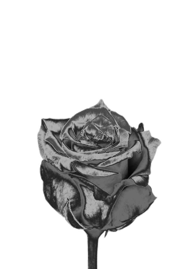 Silver rose stock photo. Image of silver, abstraction - 96073152