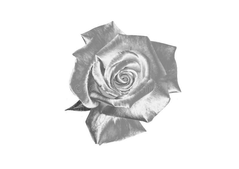 Silver rose stock image. Image of roses, black, silver - 96080831