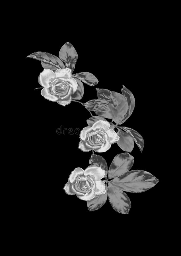 Silver rose stock photo. Image of silver, jewelry, flower - 96062496