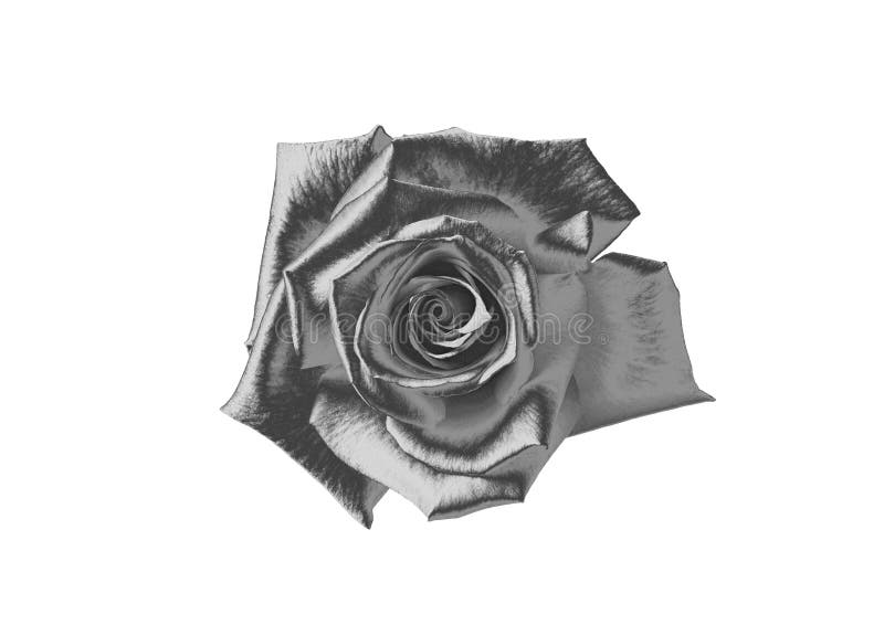 Silver rose stock photo. Image of silver, jewelry, flora - 96081088