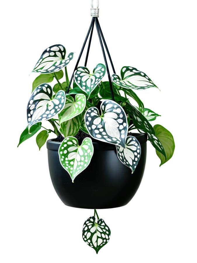 Silver Satin Pothos in a Hanging Black Ceramic Pot, Trailing Silver ...