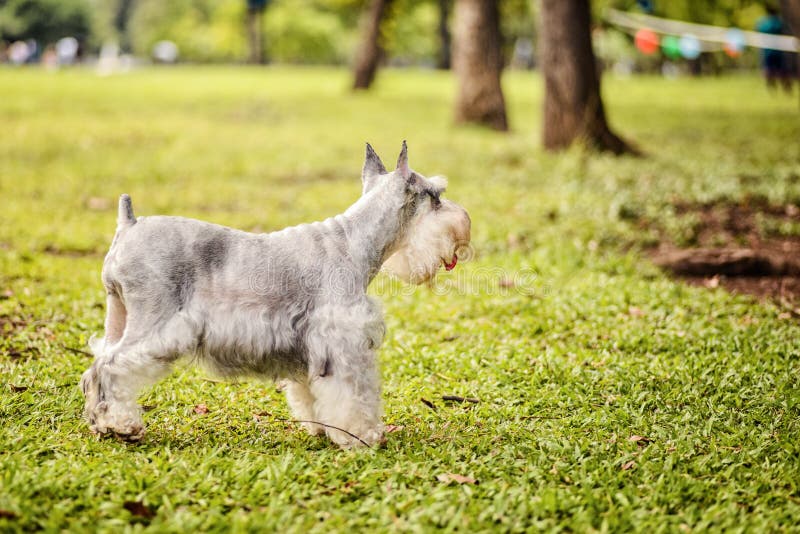 Silver Schnauzer stock image. Image of nose, tongue, ears - 61781133