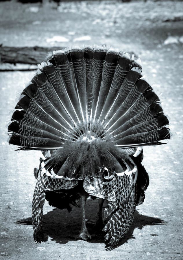 Silver Screen Turkey stock photo. Image of screen, silver - 94393796