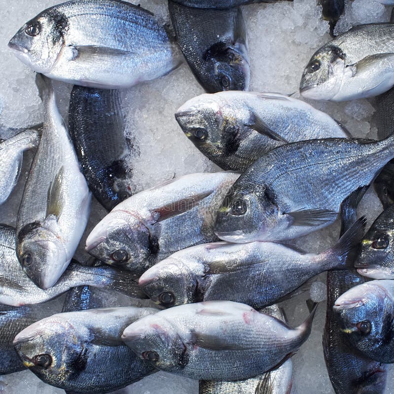 Two Red Sea Bream Fish Heads in the Ice Stock Photo - Image of cook ...