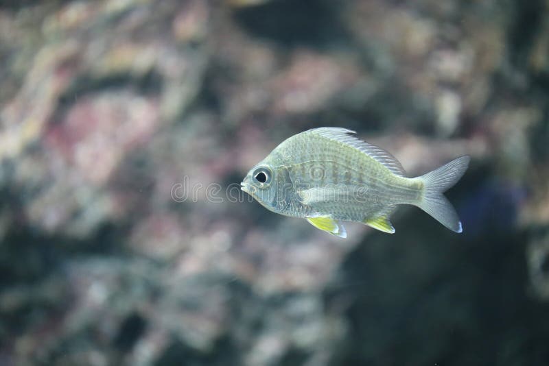 The Silver sea fish. stock image. Image of silver, aquarium - 47946697