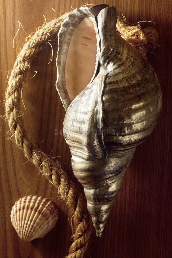 Seashell and rope stock photo. Image of marine, seashell - 731840