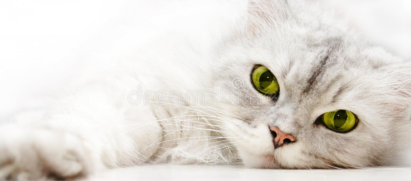 Silver Shaded Persian stock image. Image of purebred - 30719799