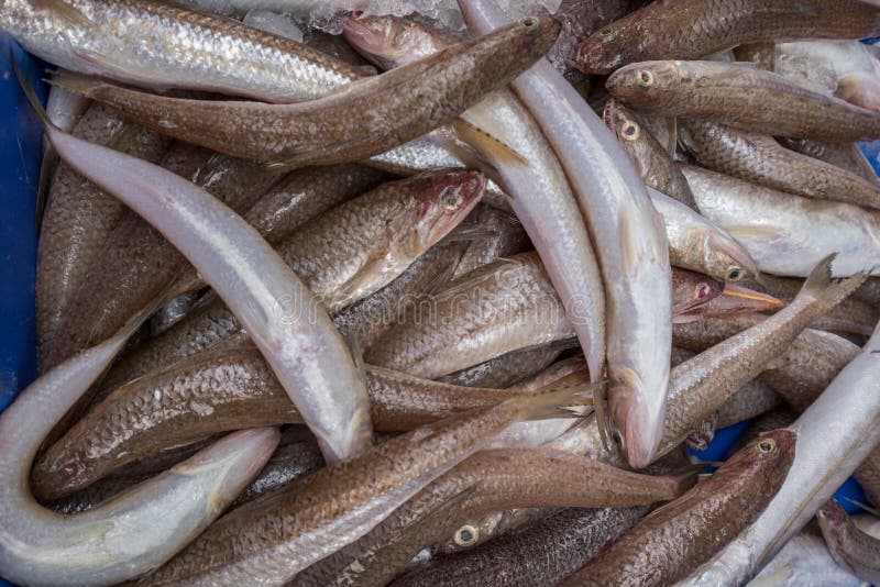 Japanese Whiting-Sillago Japonica Stock Image - Image of japanese ...