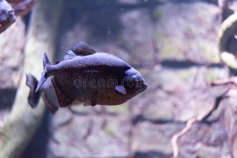 Silver Skinned Piranha Fish in Aquarium on Dark Background. Predator ...