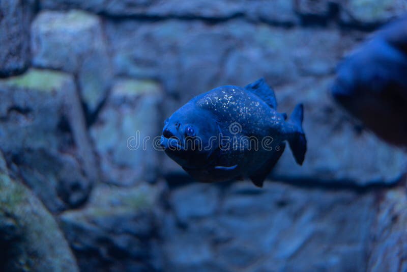 Silver Skinned Piranha Fish in Aquarium on Dark Background. Predator ...
