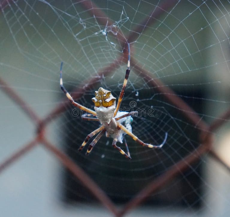 Silver Spider - Argiope Argentata Stock Photo - Image of arachnology ...
