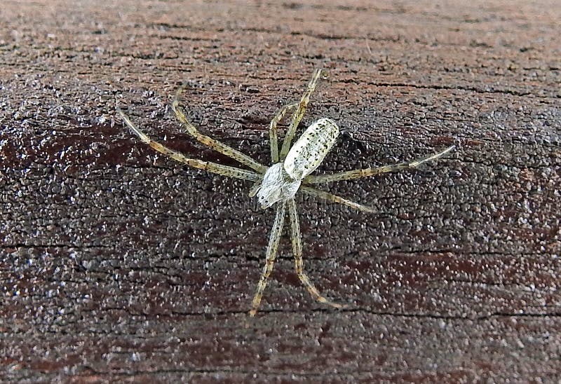 Silver spider stock image. Image of arachnophobe, closeup - 95395571