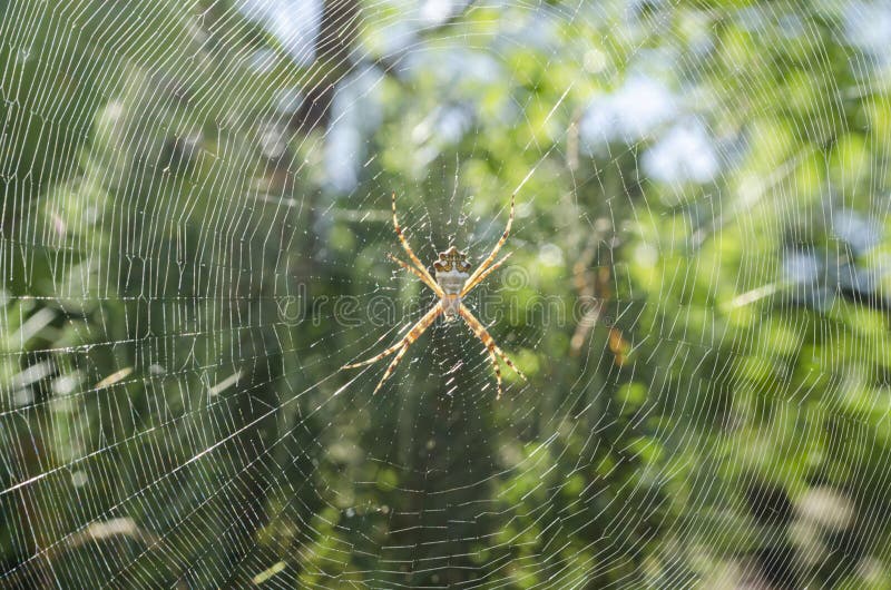 Spider Web Texture stock image. Image of arachnid, foot - 256098083